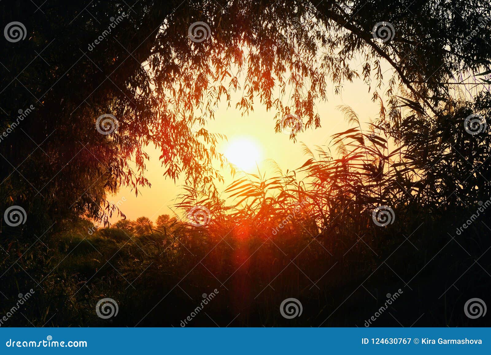 Sunset Sky Dark Landscape with Frame from Trees Stock Image - Image of ...