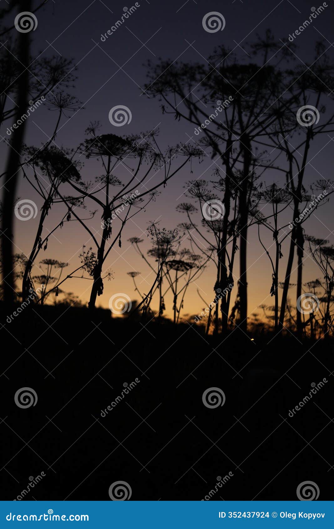 Sunset Sky. Evening in the Forest Stock Photo - Image of curve ...