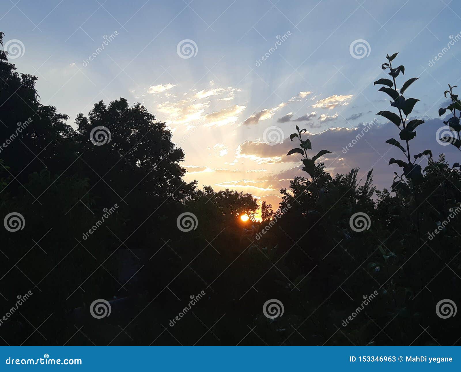 Sunset stock image. Image of color, sunset, garden, tree - 153346963