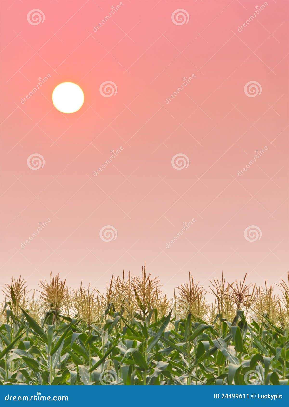 Sunset in Sky Over the Corn Field Stock Image - Image of crop, nature ...