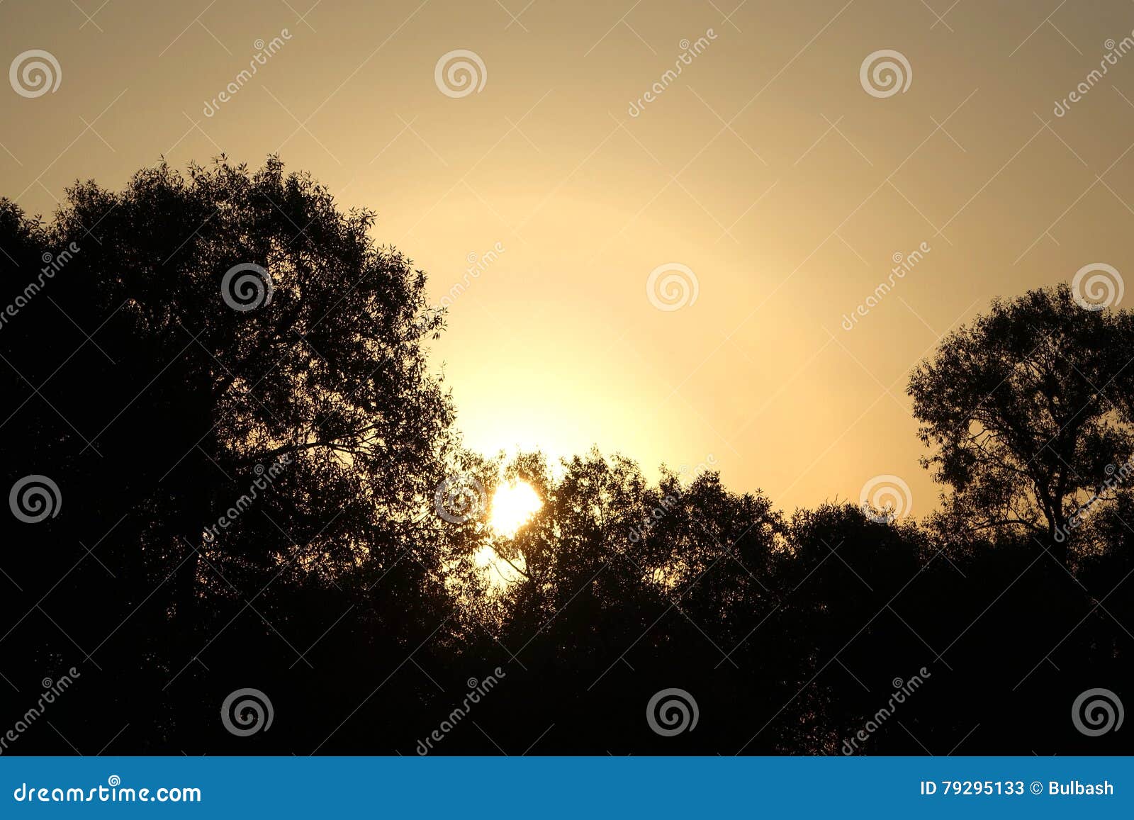 Sunset sky over trees stock image. Image of background - 79295133