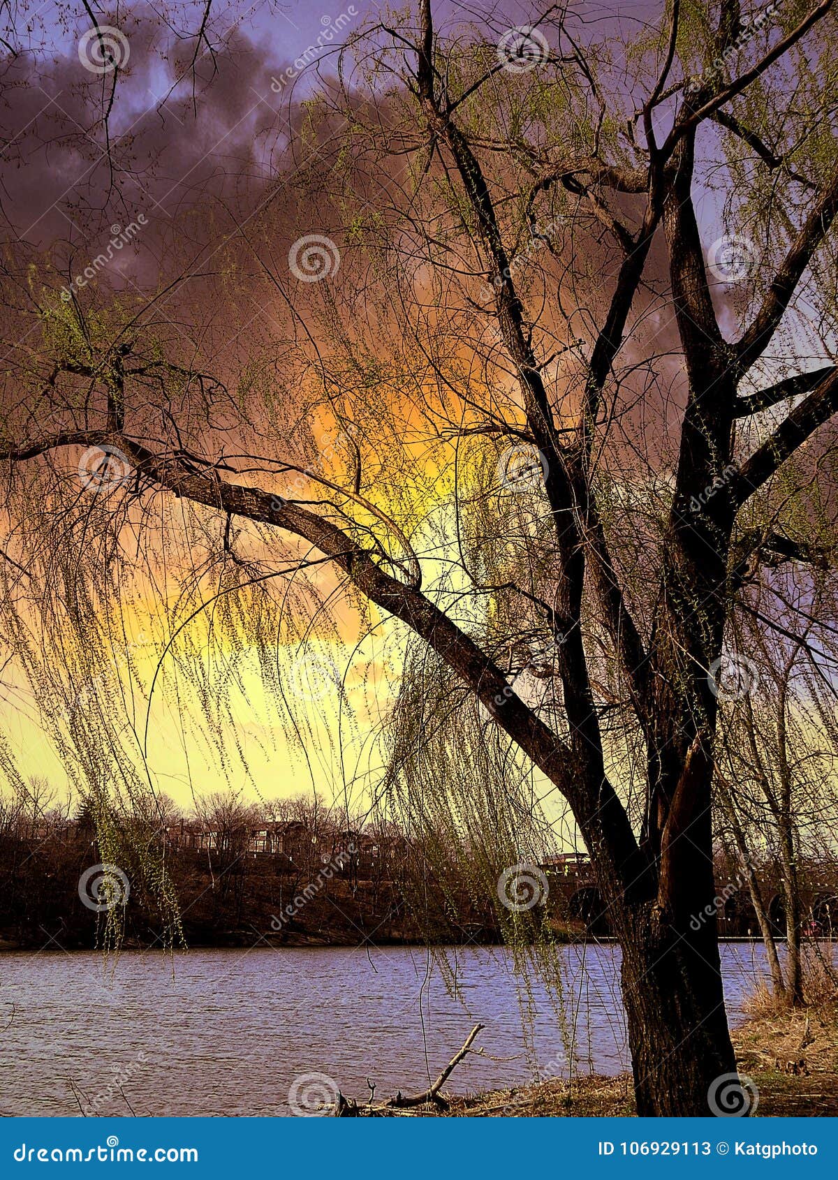Sun Setting Over the Weeping Willow Tree Stock Image - Image of branch ...