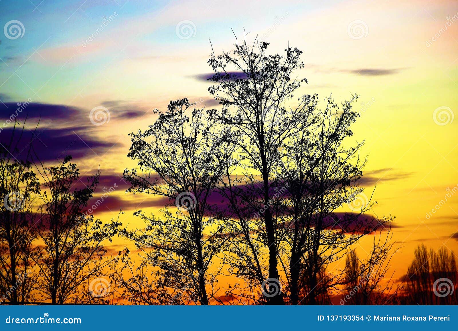 Sunset sky view stock photo. Image of branches, trees - 137193354