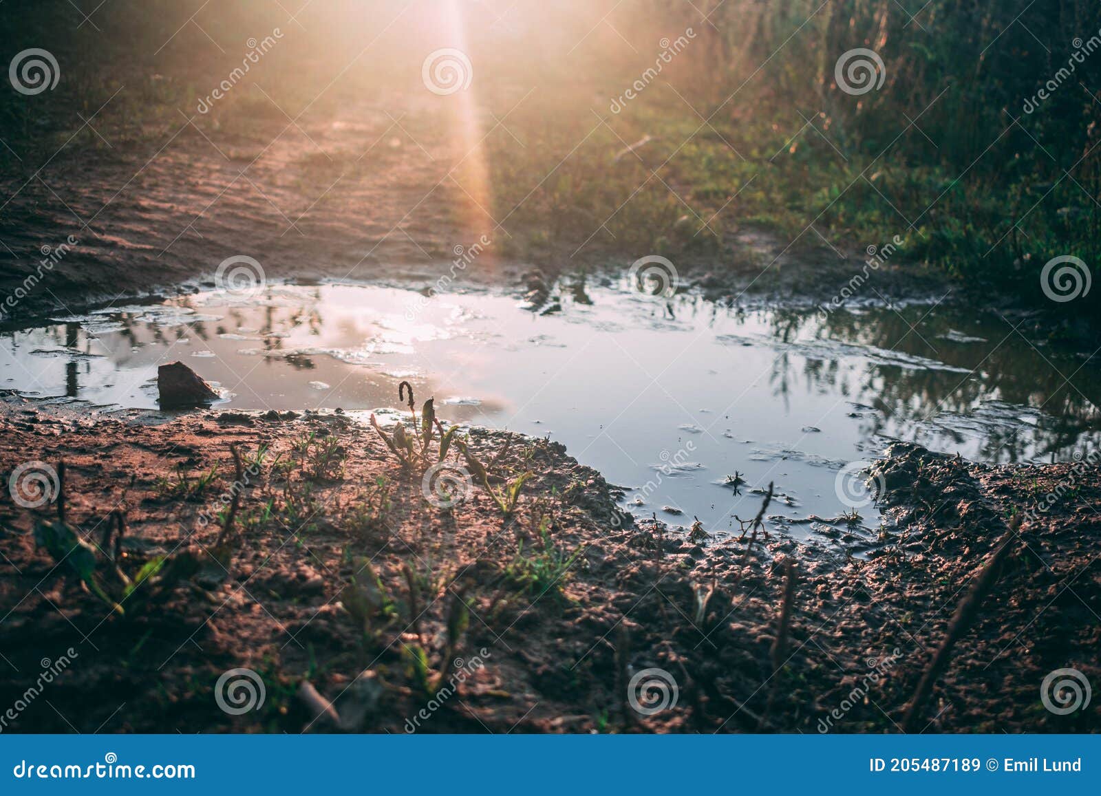 Sunset small puddle stock image. Image of pond, plant - 205487189