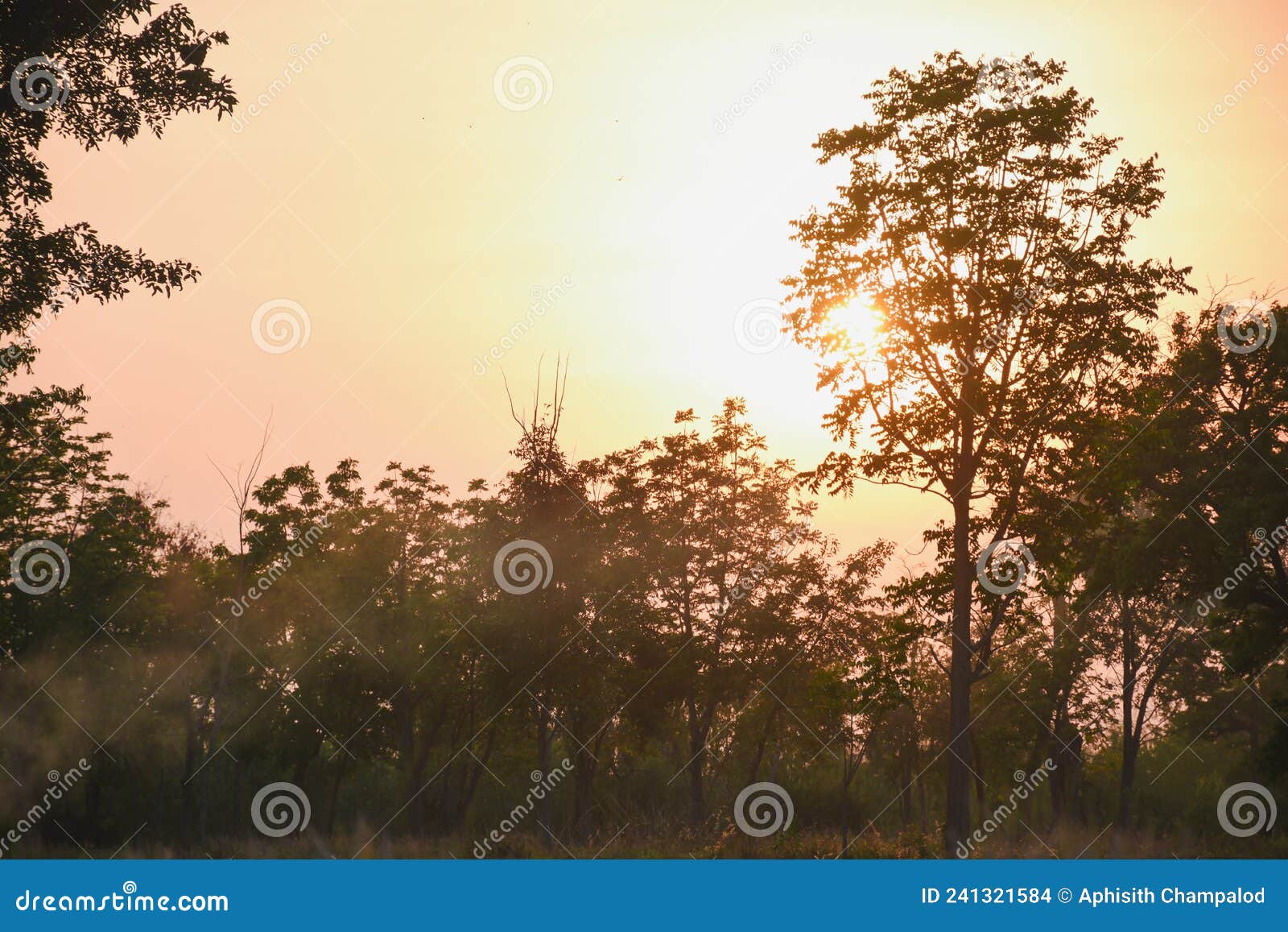 Sunset with Smoke in the Forest Stock Photo - Image of abstract ...