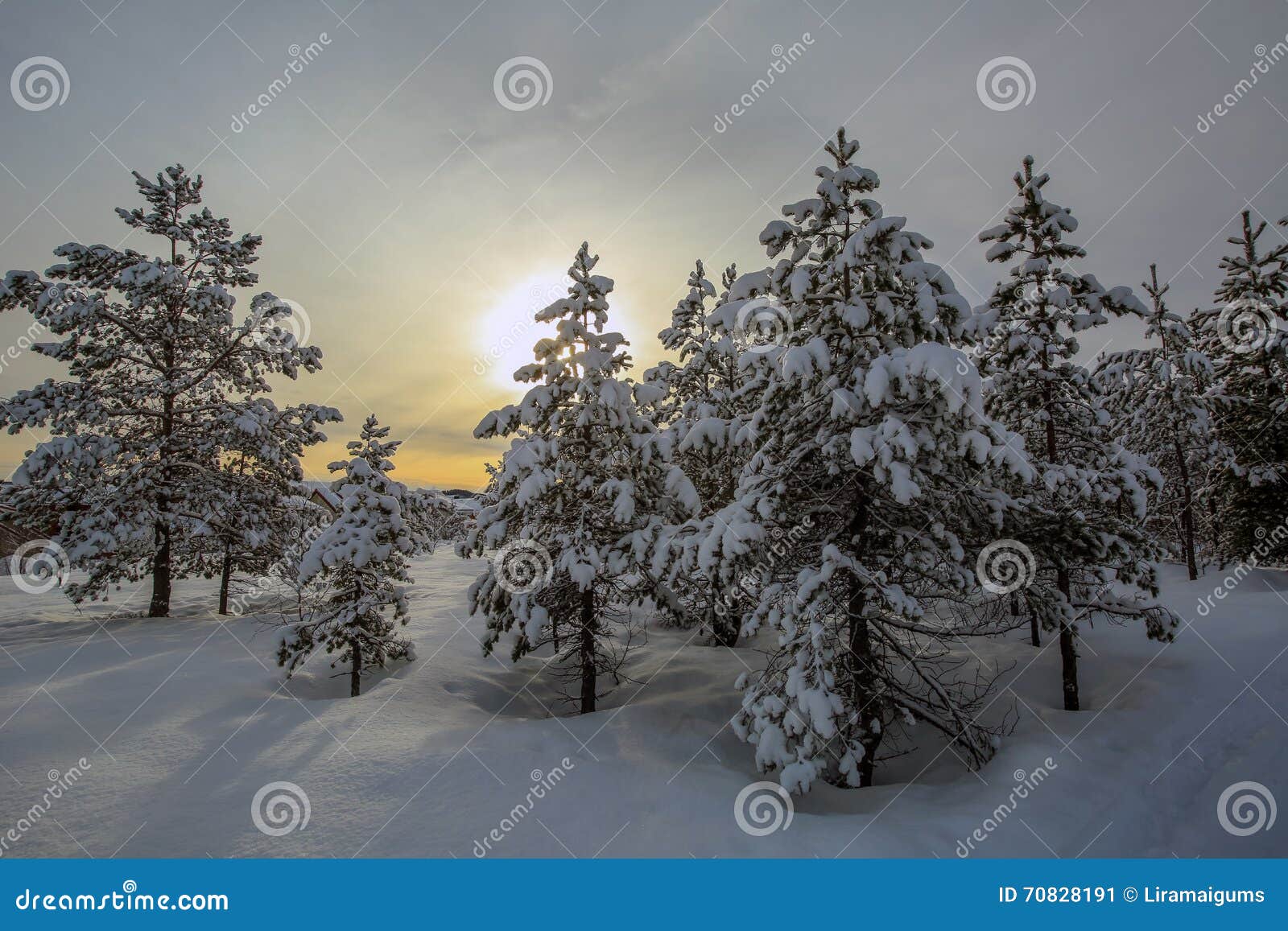Sunset in the snowy forest stock image. Image of xmas - 70828191
