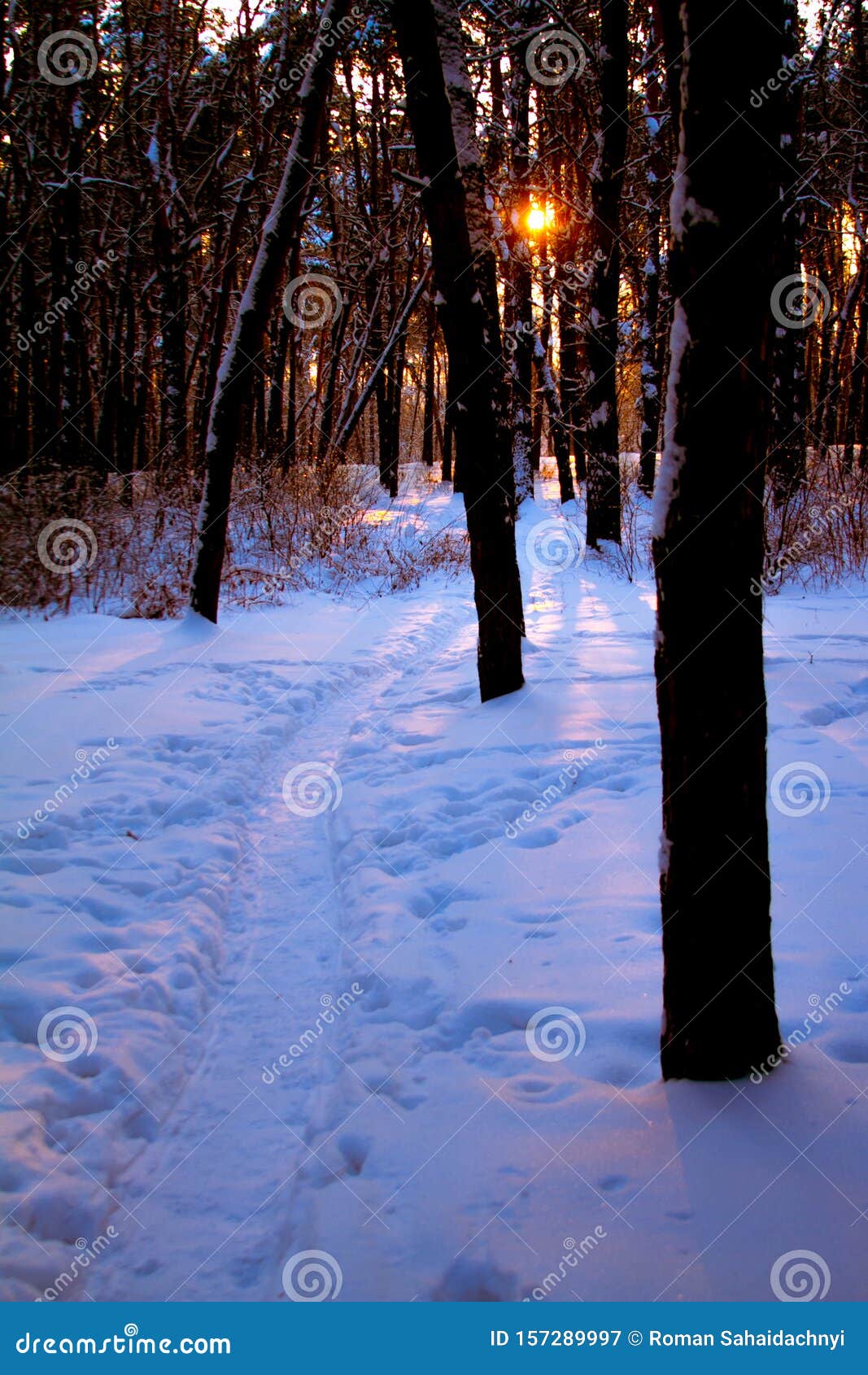 Sunset in a Snowy Forest, a Path in the Snow and the Rays of the Sun ...