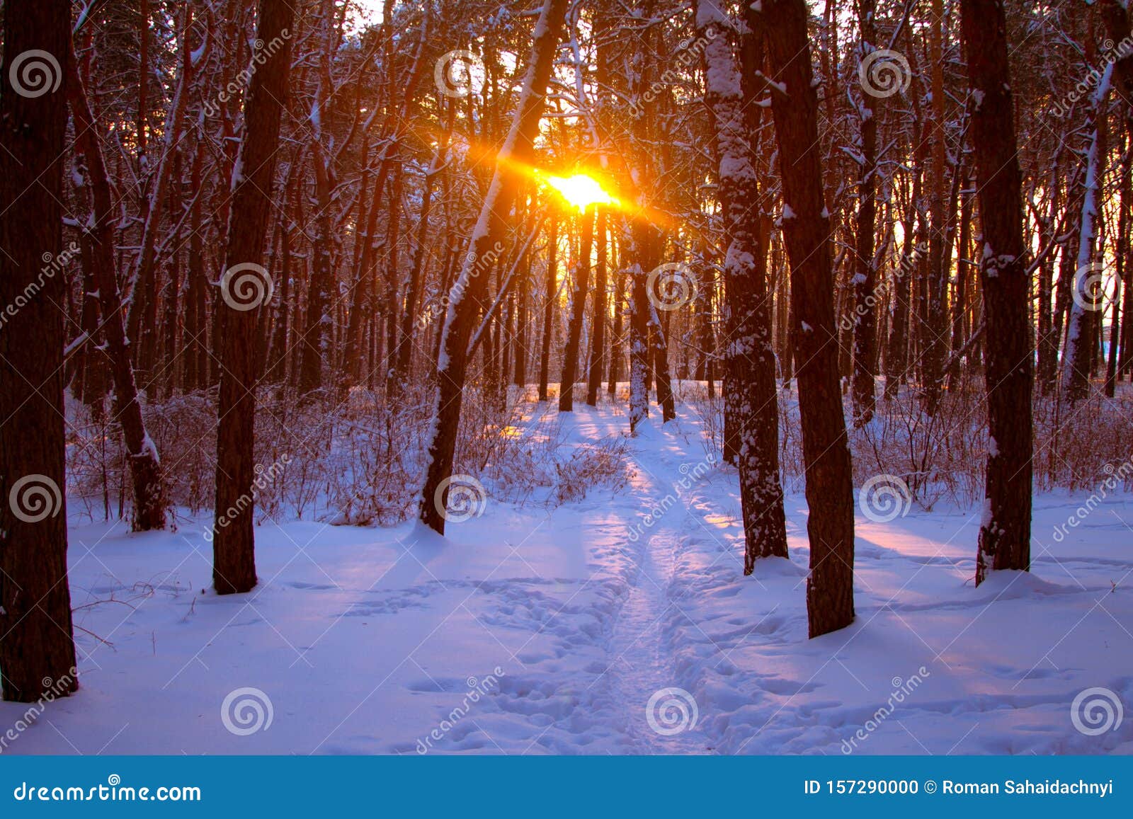 Sunset in a Snowy Forest, a Path in the Snow and the Rays of the Sun ...