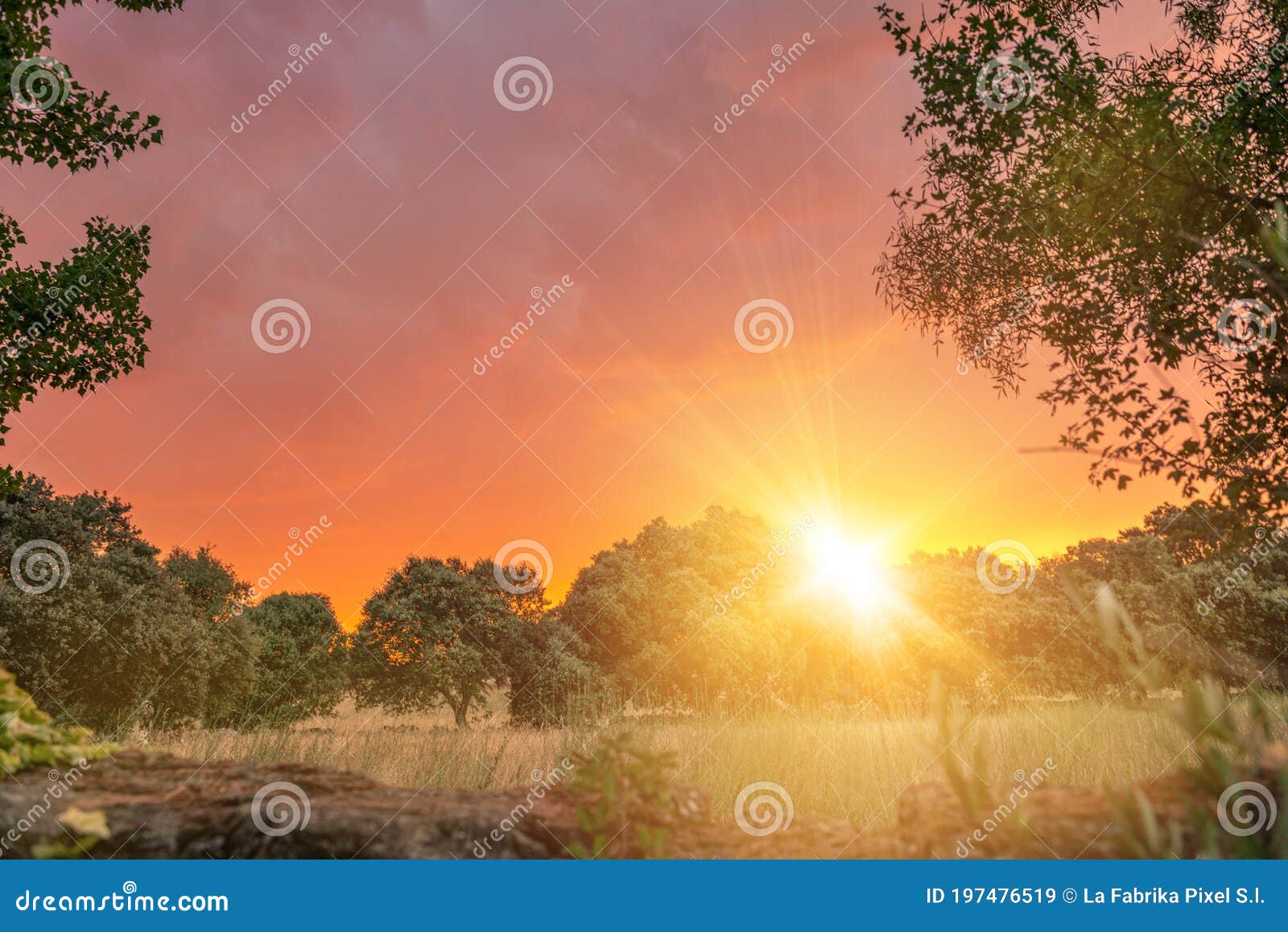 Sunset in Spanish field stock image. Image of sunset - 197476519