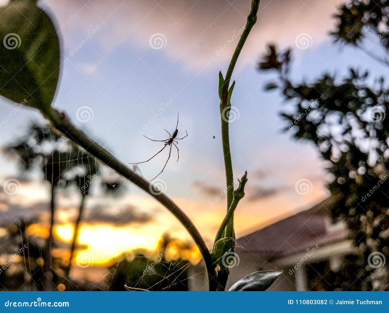 Sunset spider web stock photo. Image of natural, meadow - 110803082