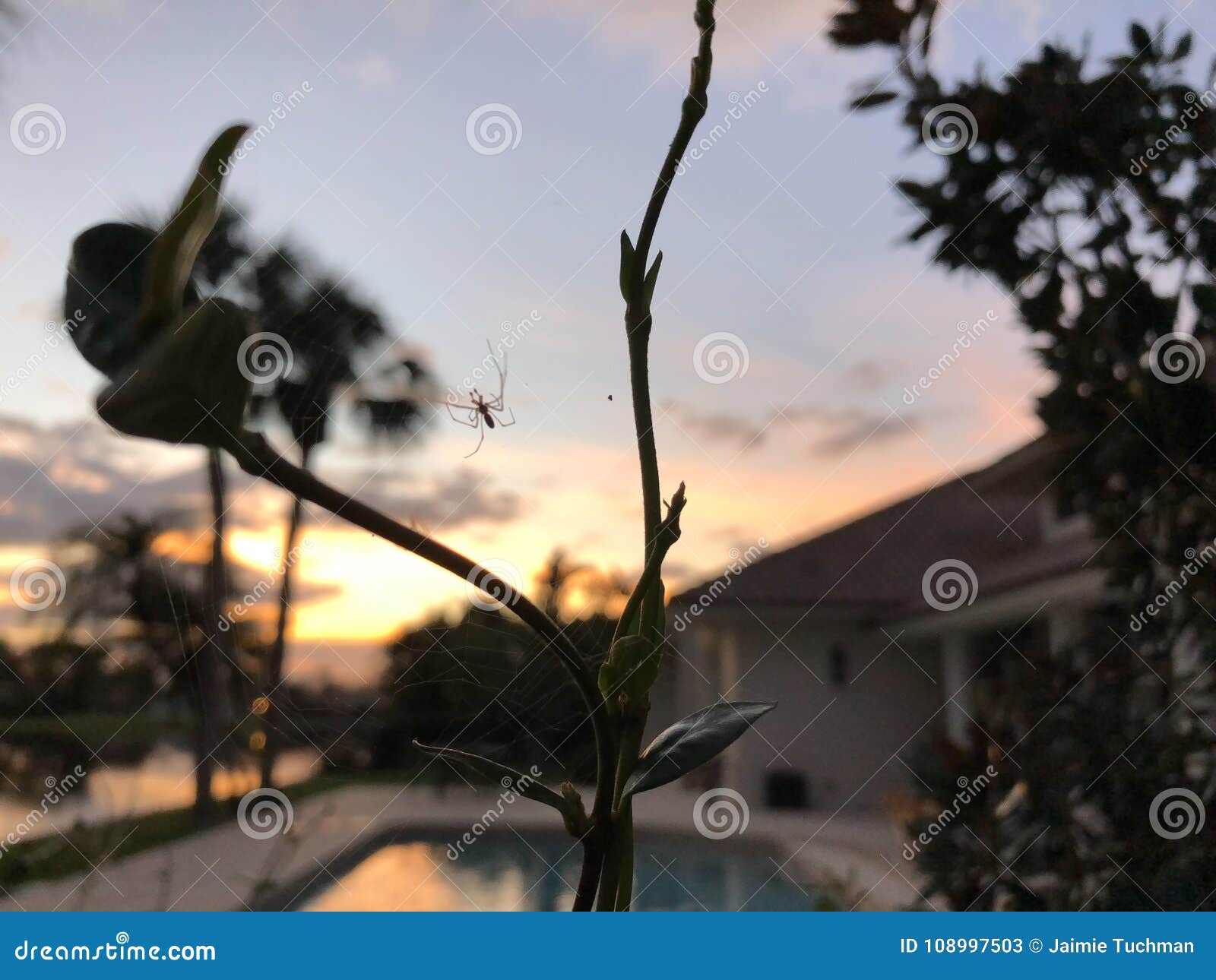 Sunset spider web stock image. Image of autumnal, florida - 108997503