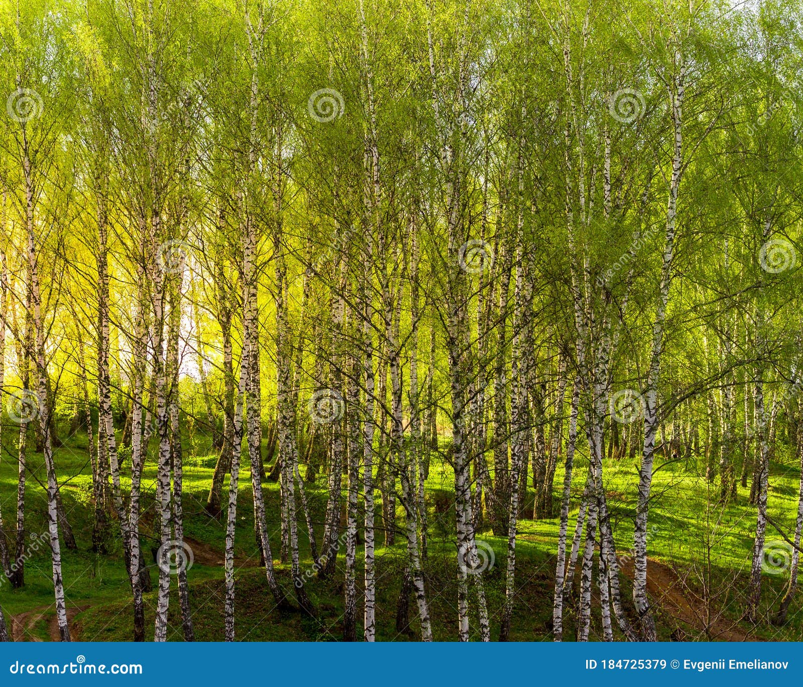 Sunset in a Spring Birch Forest with Fresh Leaves Stock Image - Image ...