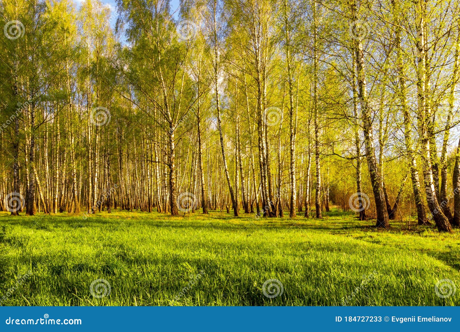 Sunset in a Spring Birch Forest with Fresh Leaves Stock Image - Image ...