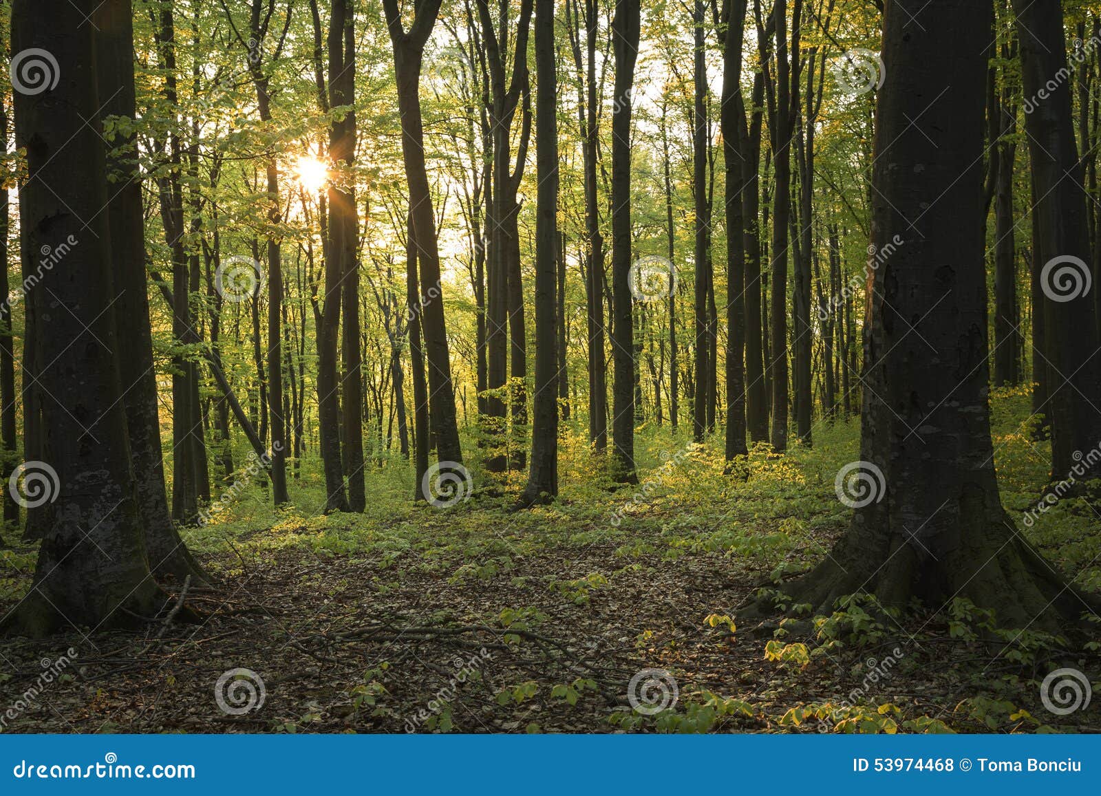 Sunset in spring forest stock photo. Image of landscape - 53974468