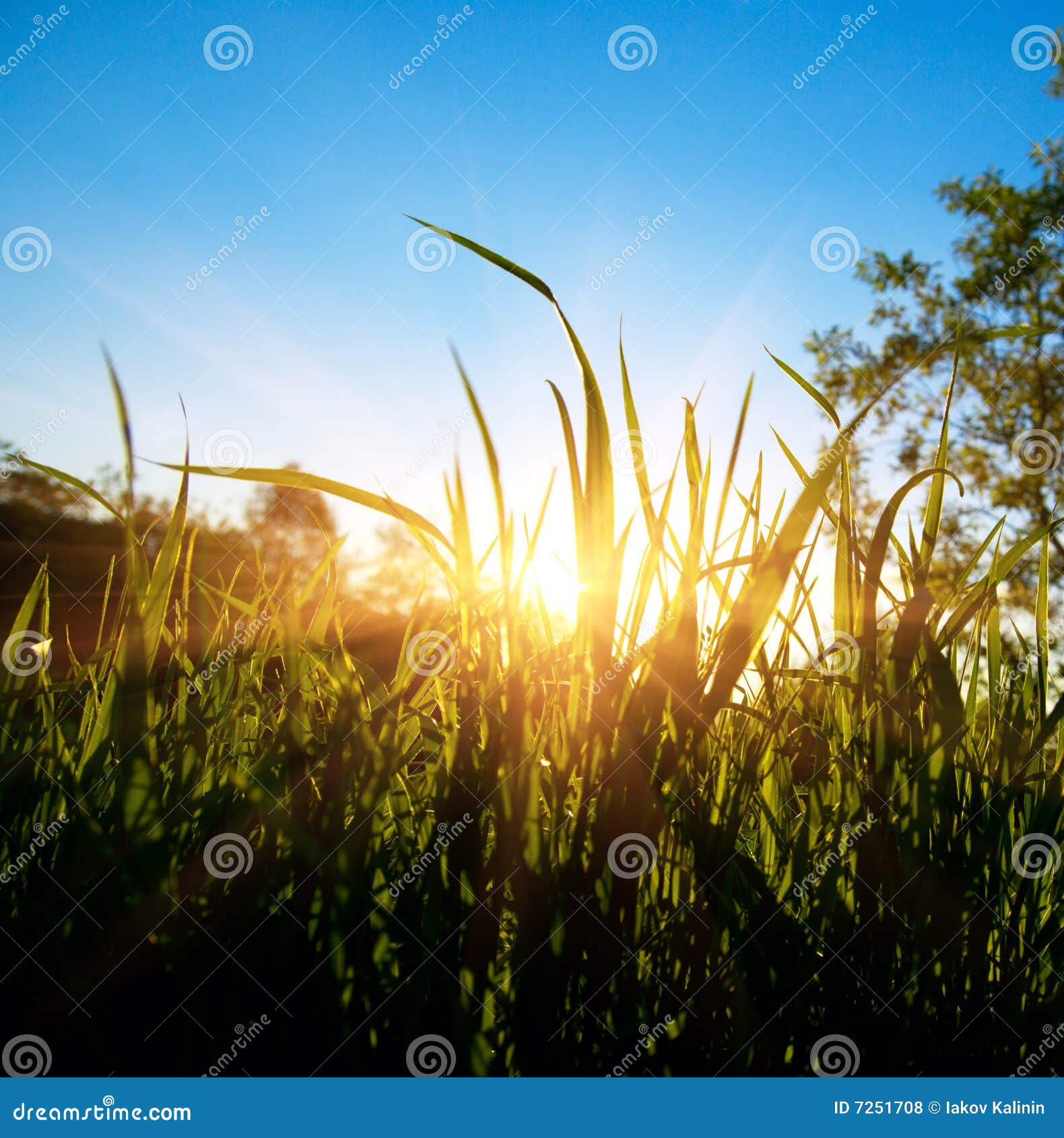 Sunset in spring forest stock photo. Image of summer, scene - 7251708