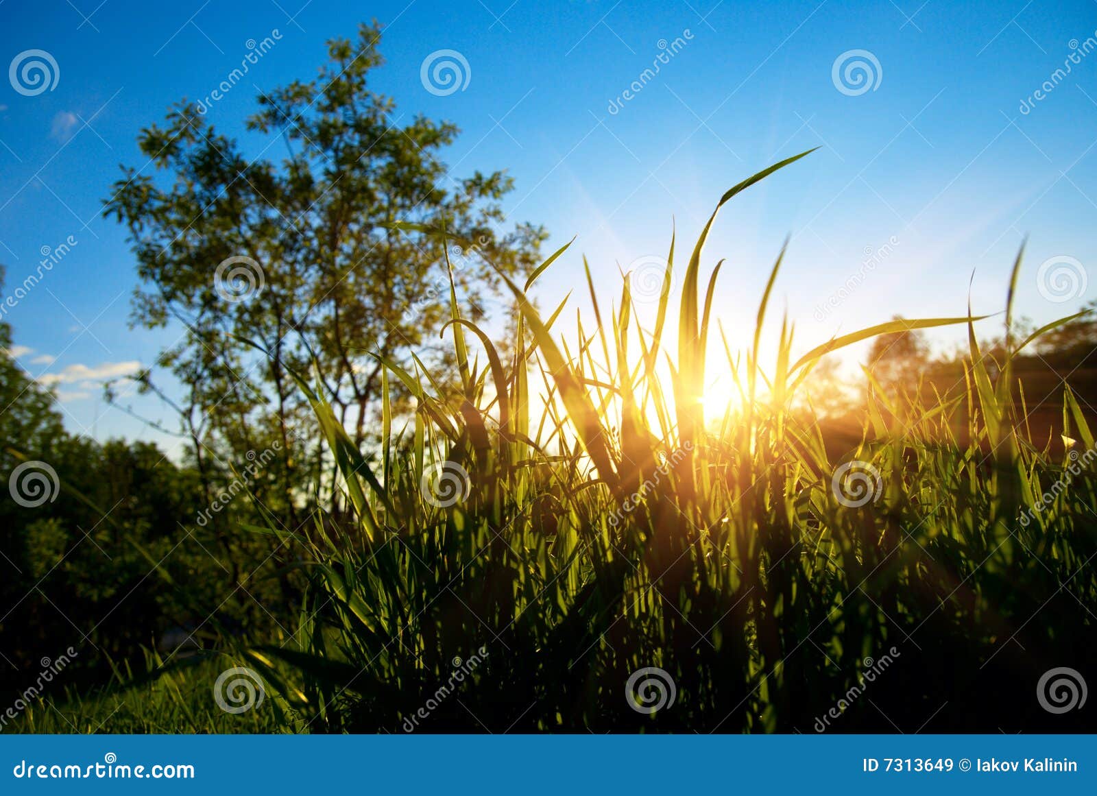Sunset in spring forest stock image. Image of forest, hill - 7313649