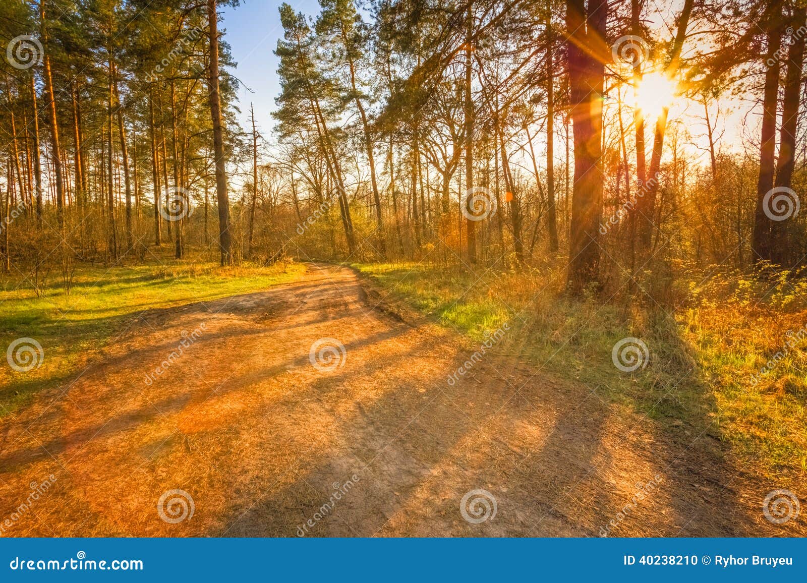 Sunset in Spring Forest stock photo. Image of nature - 40238210