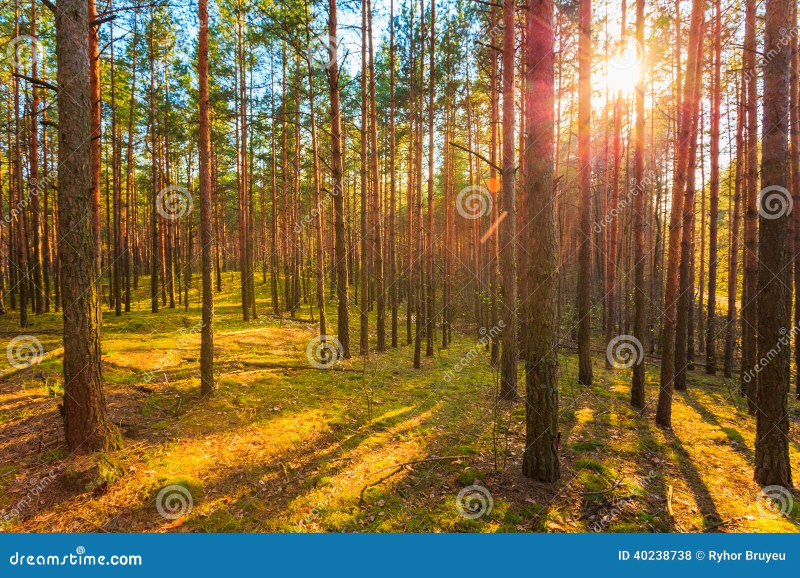 Sunset in Spring Forest stock photo. Image of park, landscape - 40238738