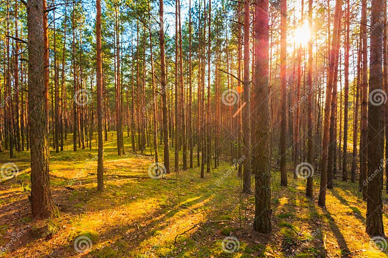 Sunset in Spring Forest stock photo. Image of park, landscape - 40238738