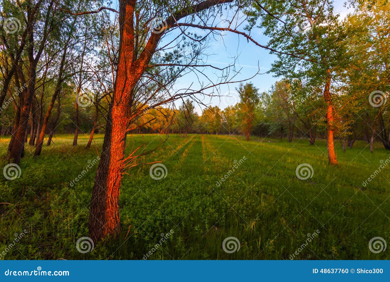Sunset in spring forest stock photo. Image of green, floral - 48637760
