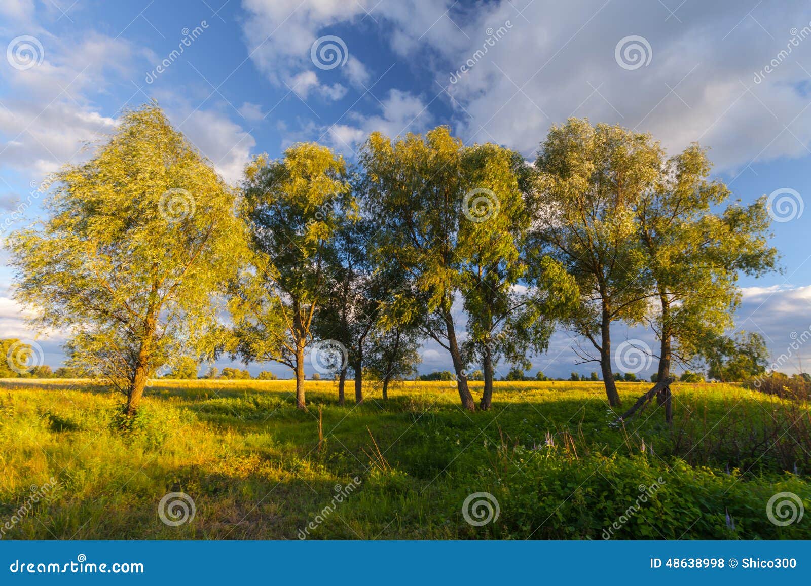 Sunset in spring forest stock photo. Image of morning - 48638998