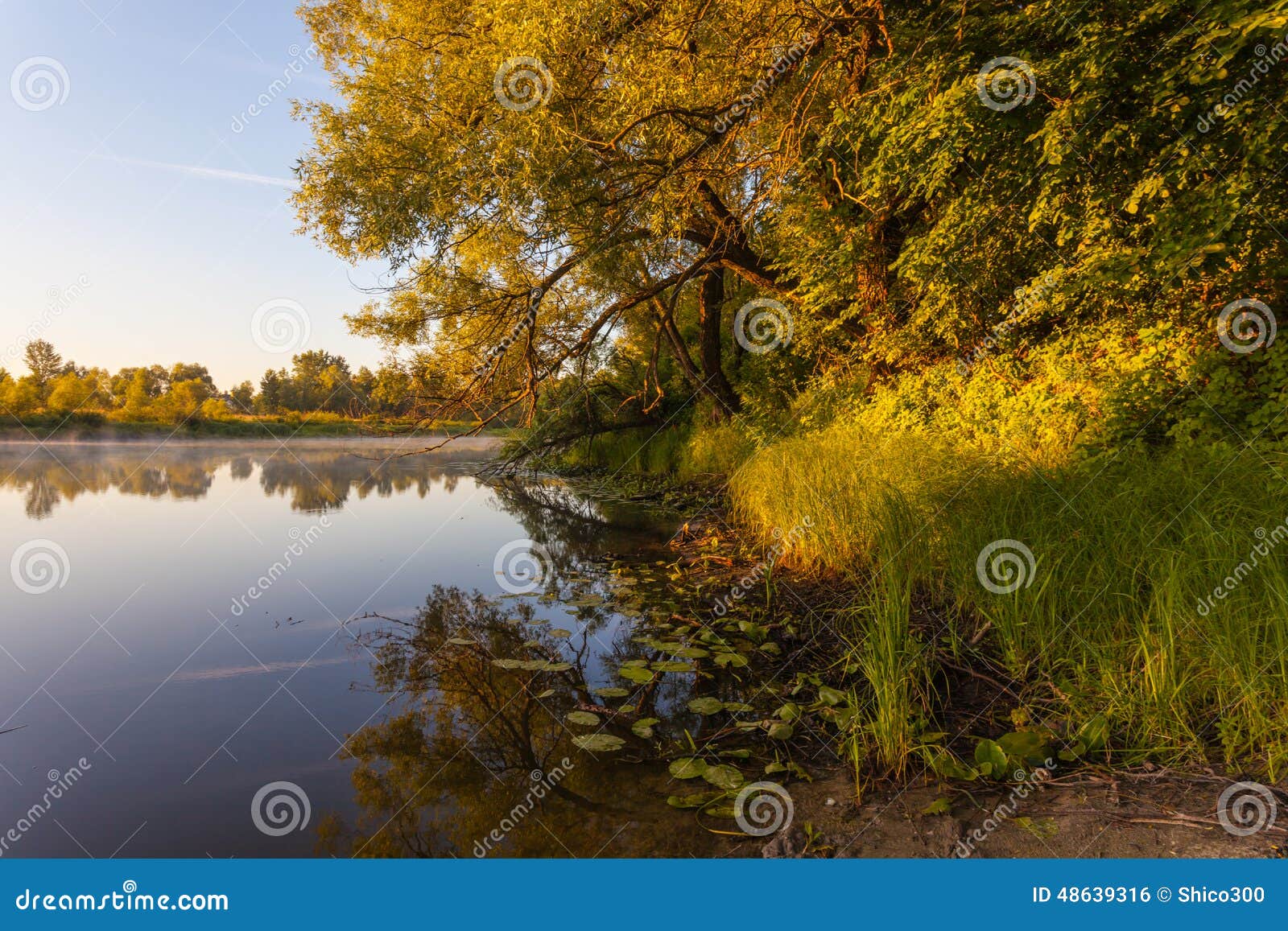 Sunset in spring forest stock photo. Image of countryside - 48639316
