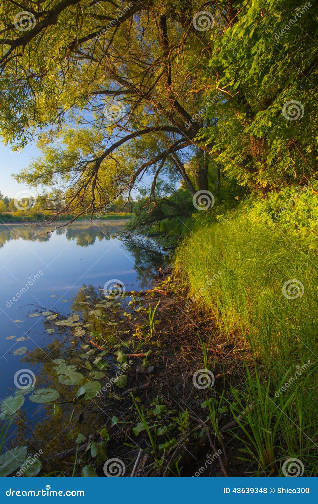 Sunset in spring forest stock photo. Image of meadow - 48639348