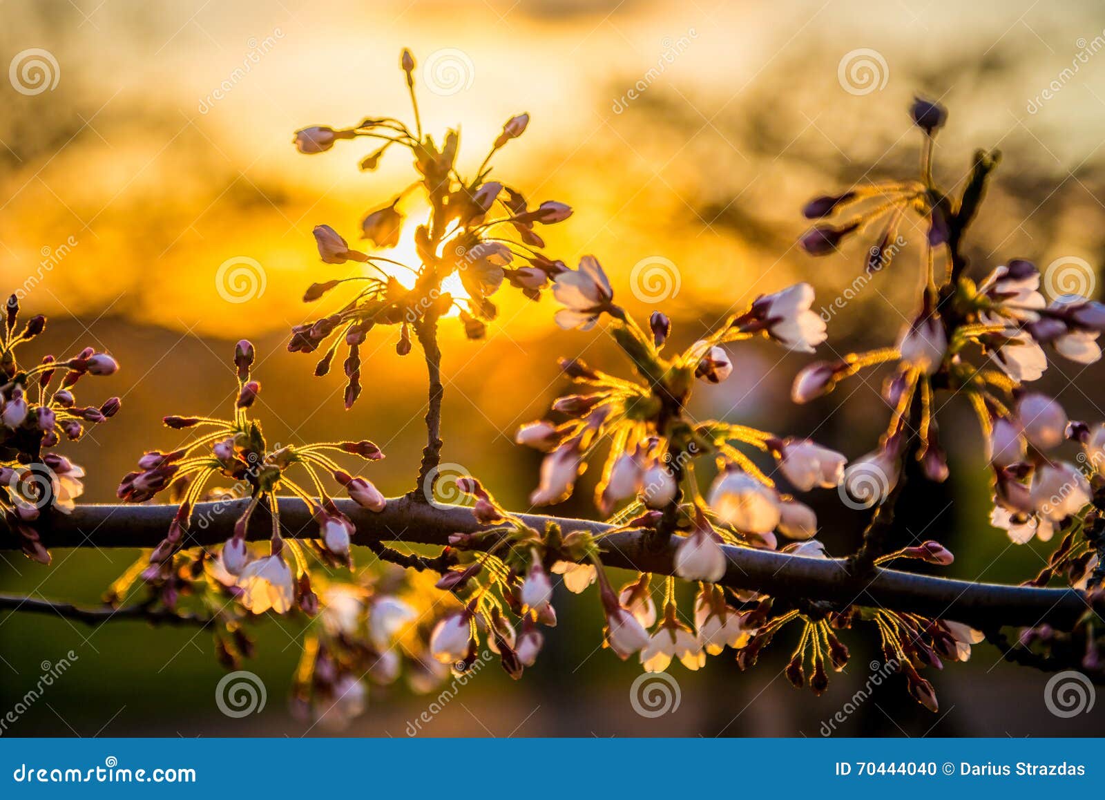 Sunset in spring stock photo. Image of orange, blossoming - 70444040