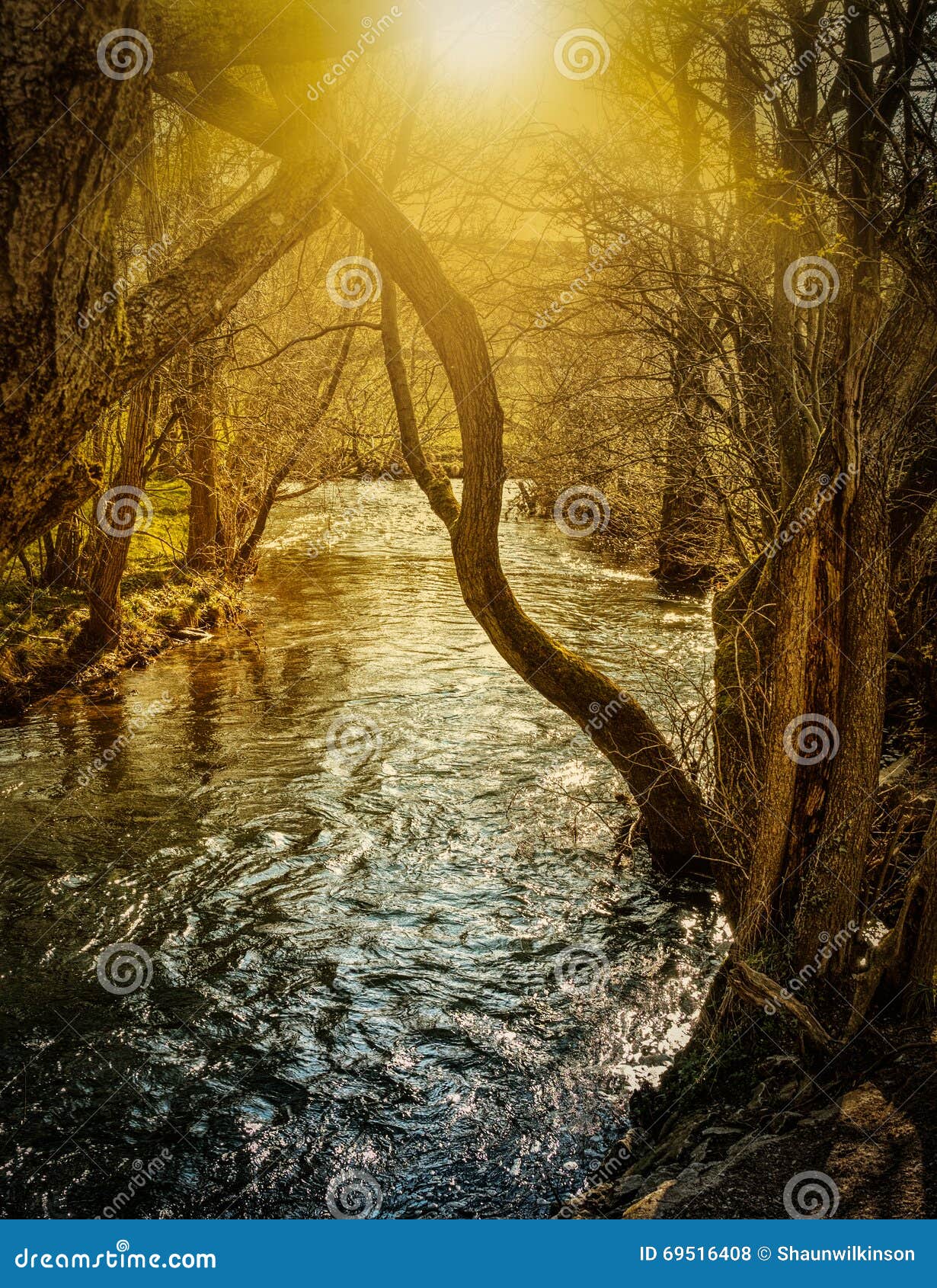 Sunset stream stock photo. Image of reflection, grass - 69516408