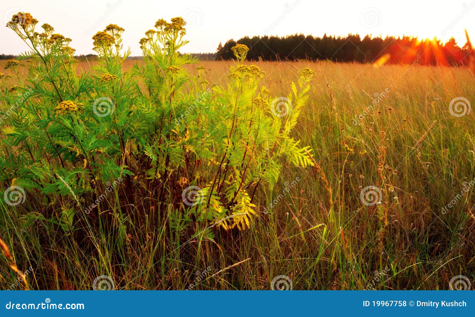 Sunset in summer field stock photo. Image of beautiful - 19967758