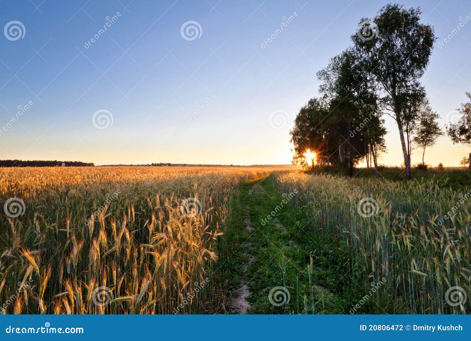 Sunset in summer field stock photo. Image of meadow, orange - 20806472