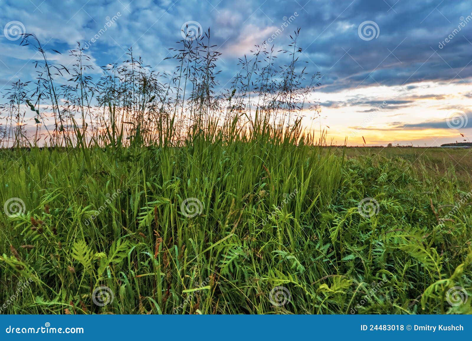 Sunset in summer field stock photo. Image of country - 24483018