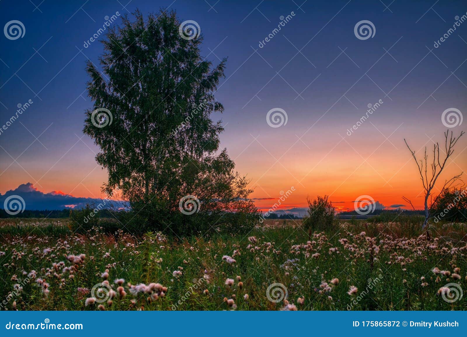 Sunset in summer field stock photo. Image of morning - 175865872
