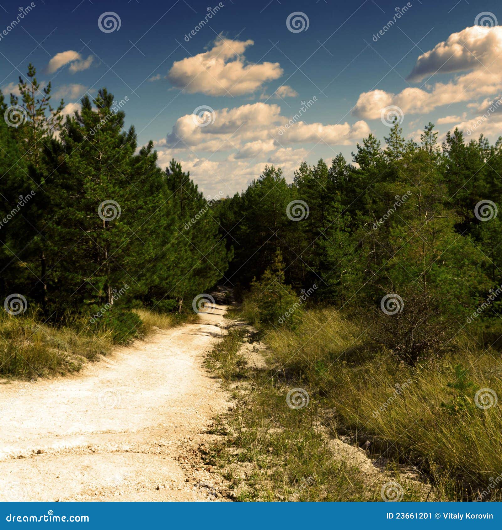 Sunset in summer forest stock image. Image of natural - 23661201