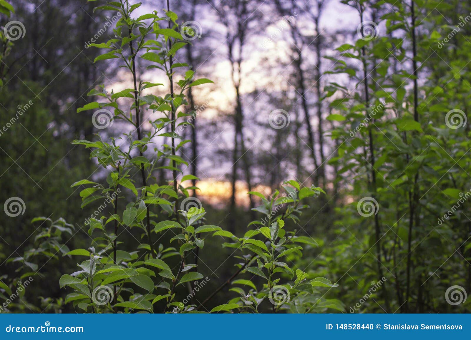 Sunset Summer Sun in the Foliage Stock Photo - Image of forestn, white ...