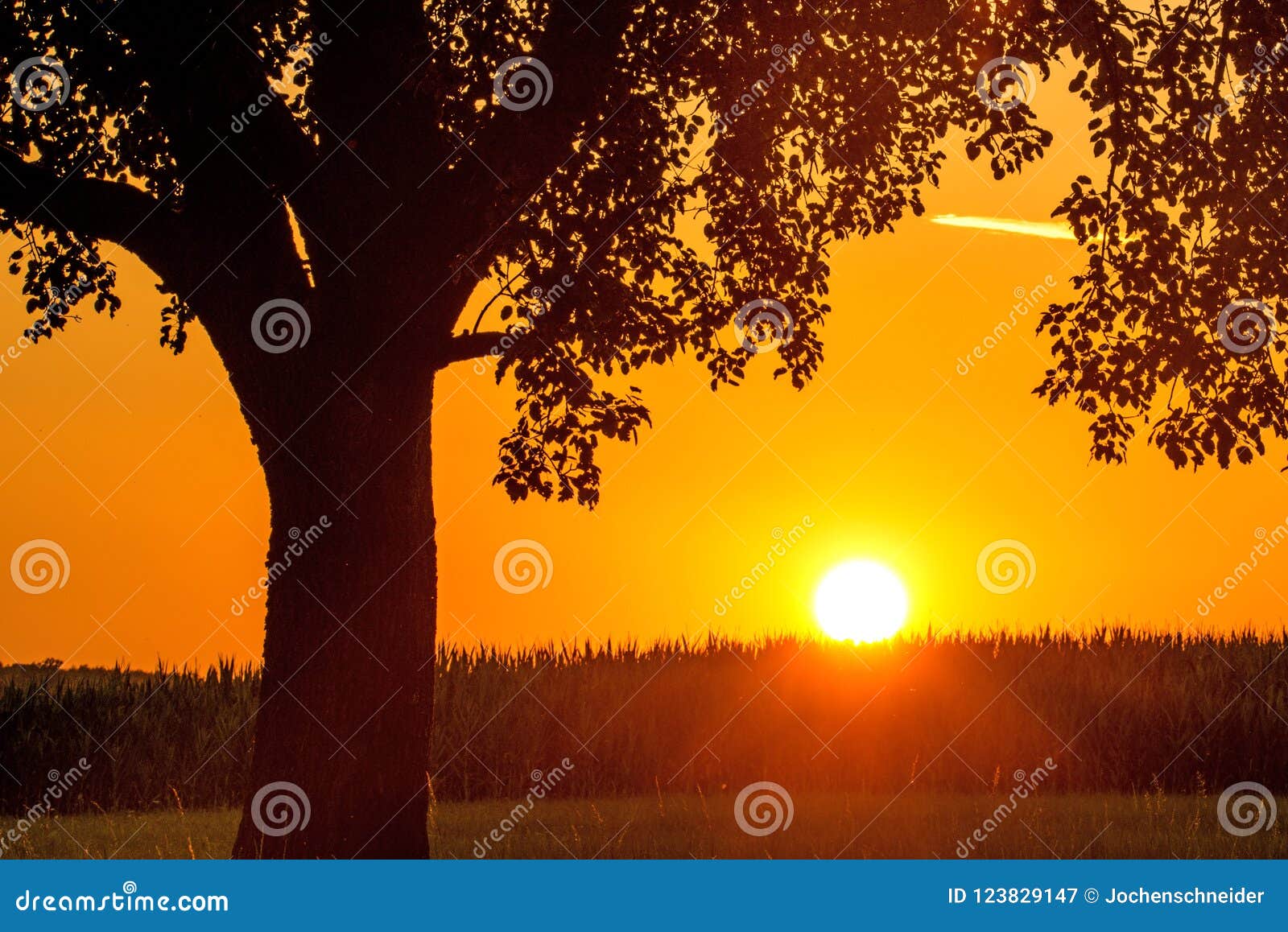 Sunset in Summertime with Tree Stock Image - Image of summertime ...