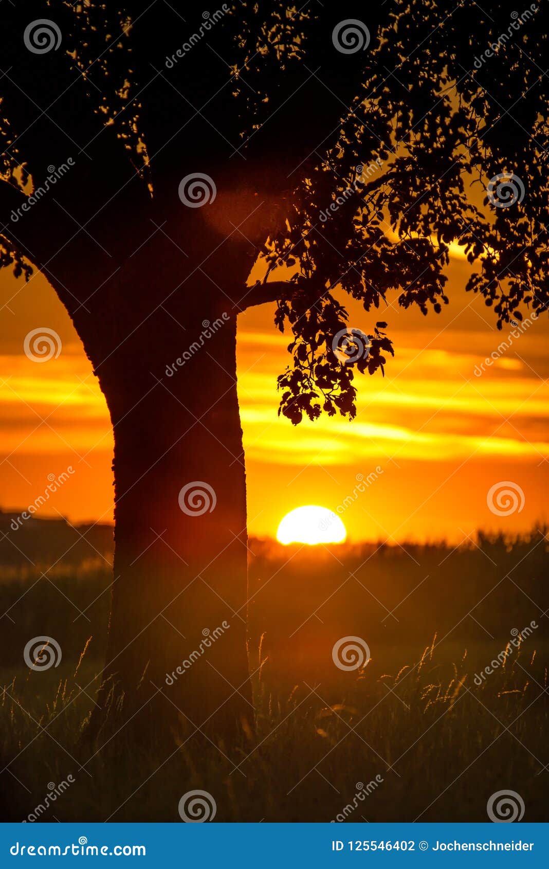 Sunset in Summertime with Tree Stock Photo - Image of dark, meadow ...