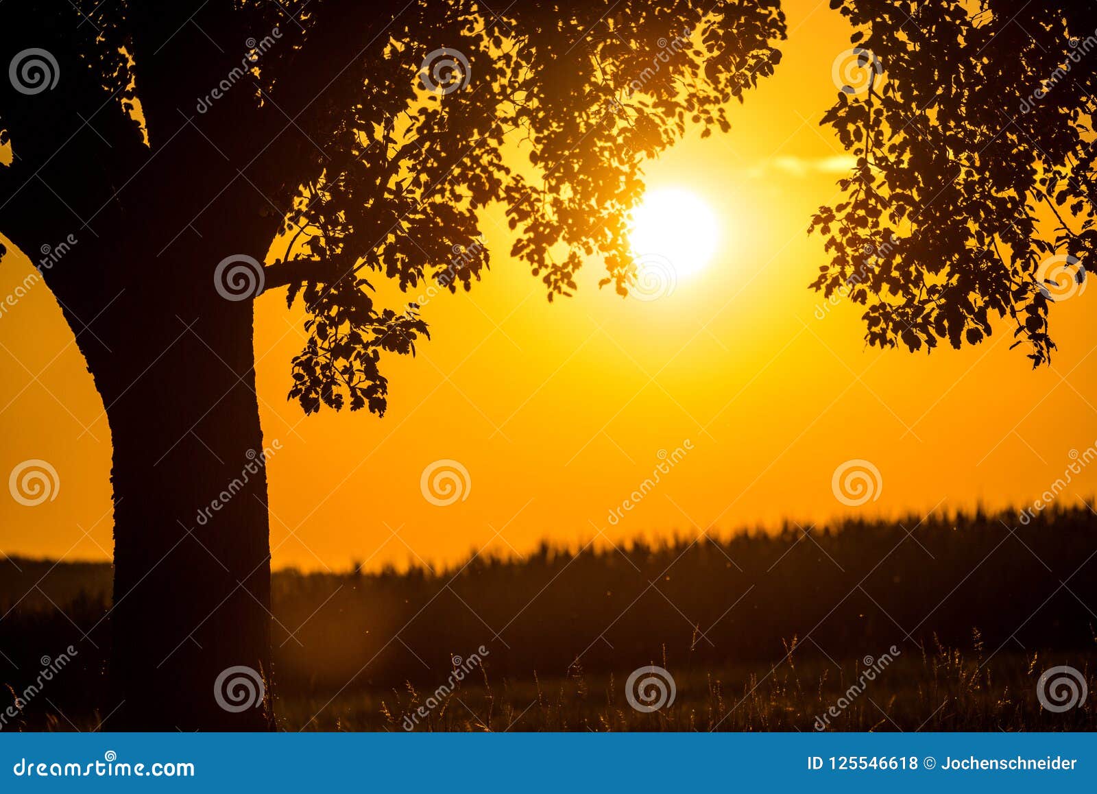 Sunset in Summertime with Tree Stock Photo - Image of glow, color ...
