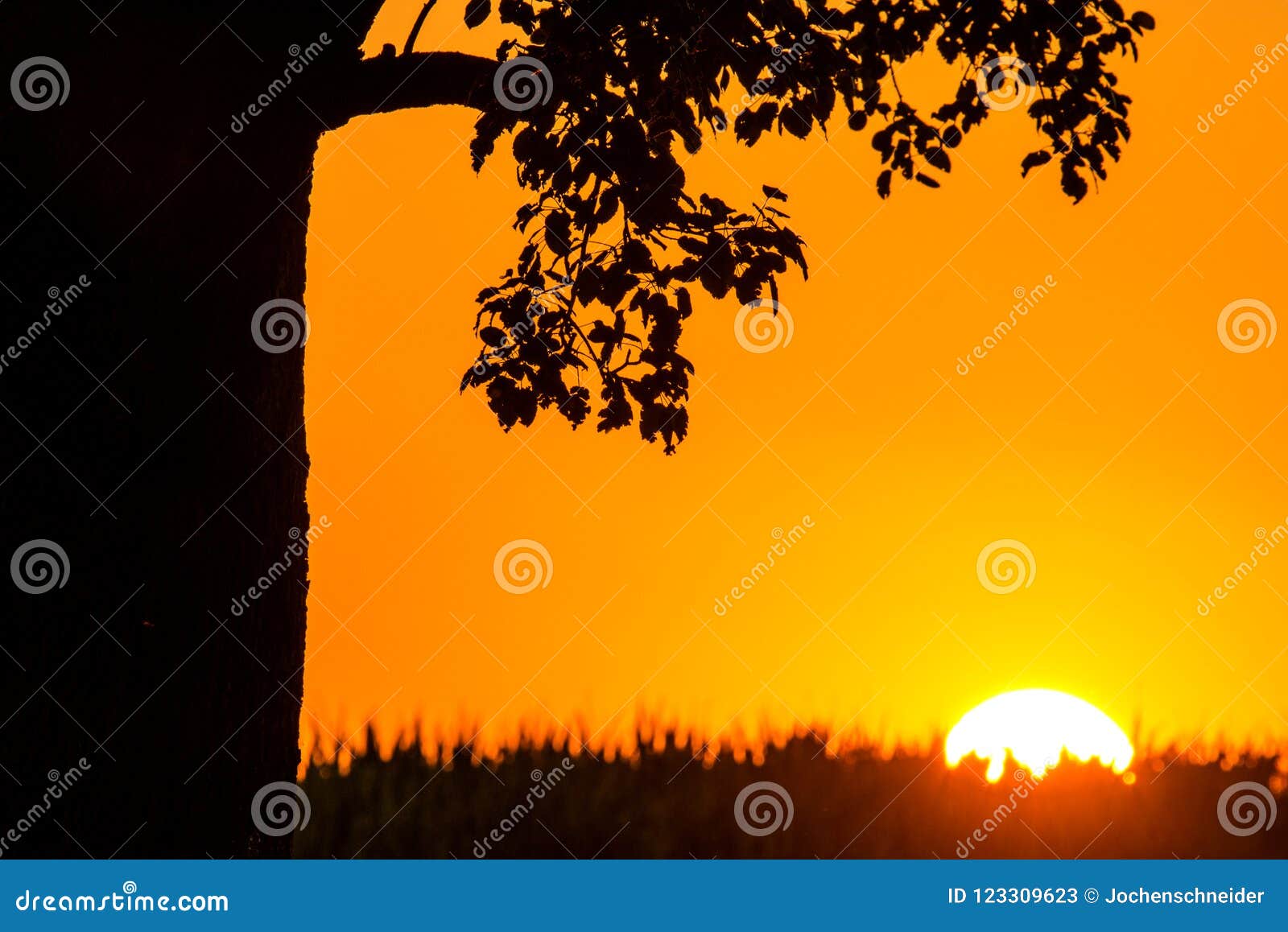 Sunset in Summertime with Tree Stock Image - Image of dark, evening ...