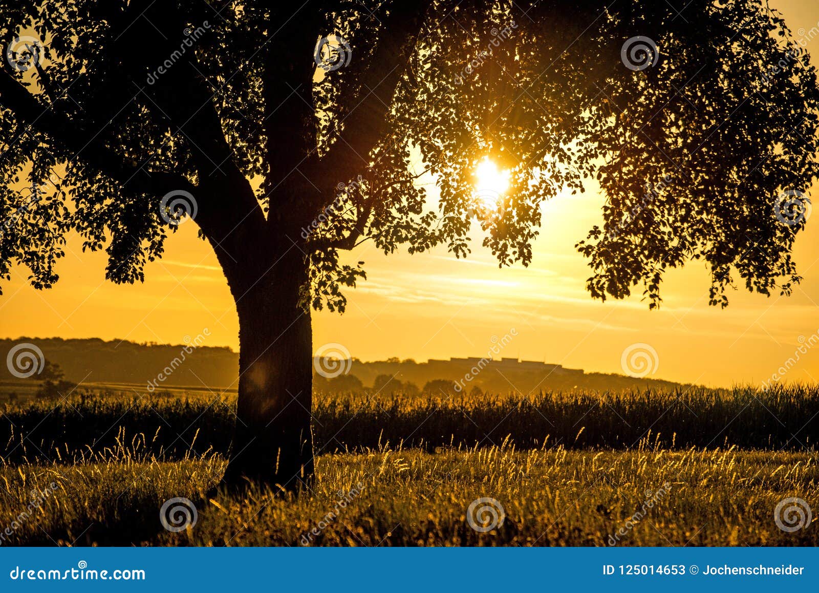 Sunset in Summertime with Tree Stock Image - Image of brown, afterglow ...
