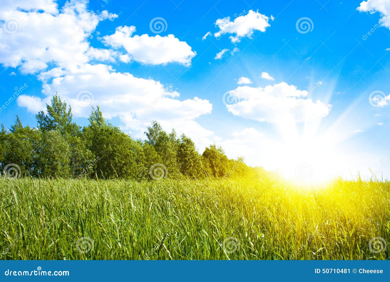 Sunset Sun and Field of Green Fresh Grass Stock Image - Image of ...
