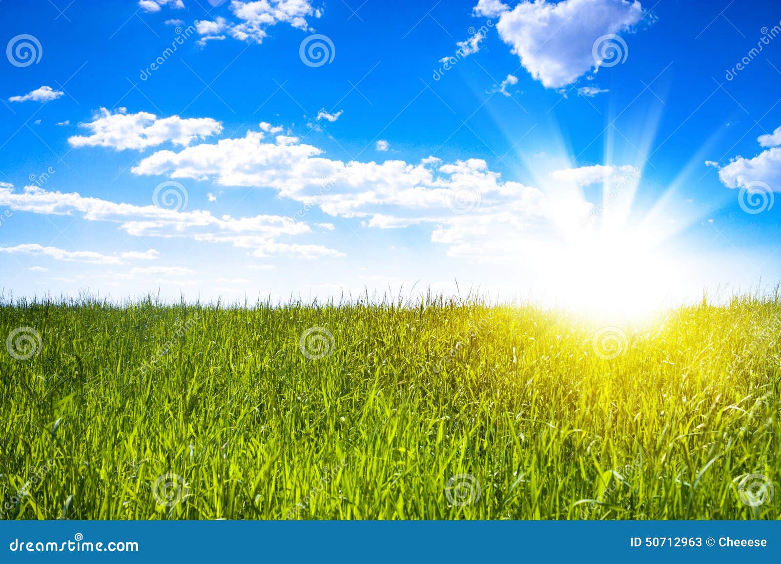 Sunset Sun and Field of Green Fresh Grass Stock Image - Image of clear ...