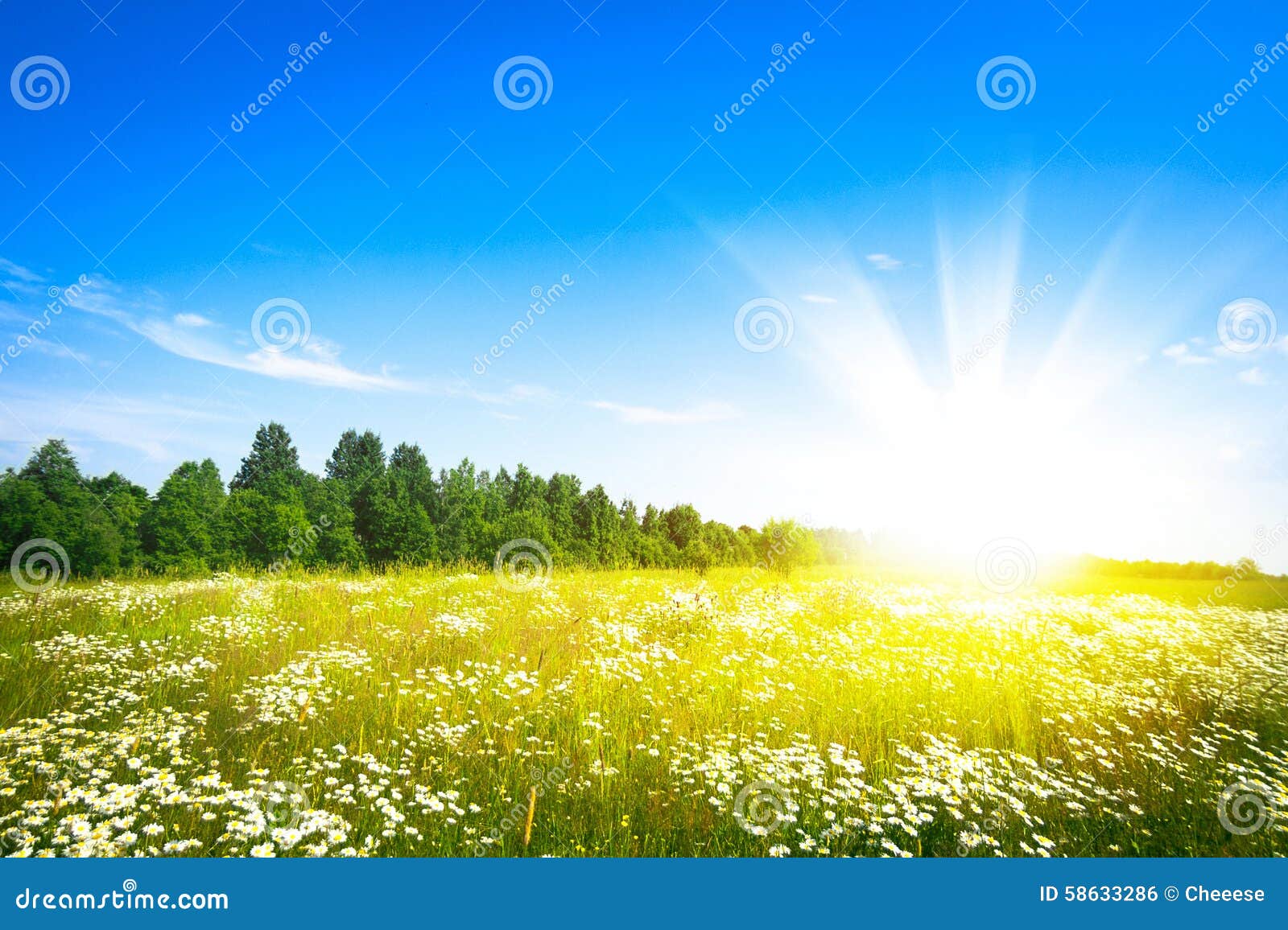 Sunset Sun and Field of Green Fresh Grass Stock Photo - Image of ...