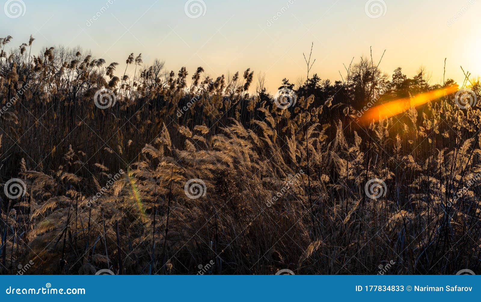 Sunset with Sun Rays in the Field Stock Image - Image of land, green ...
