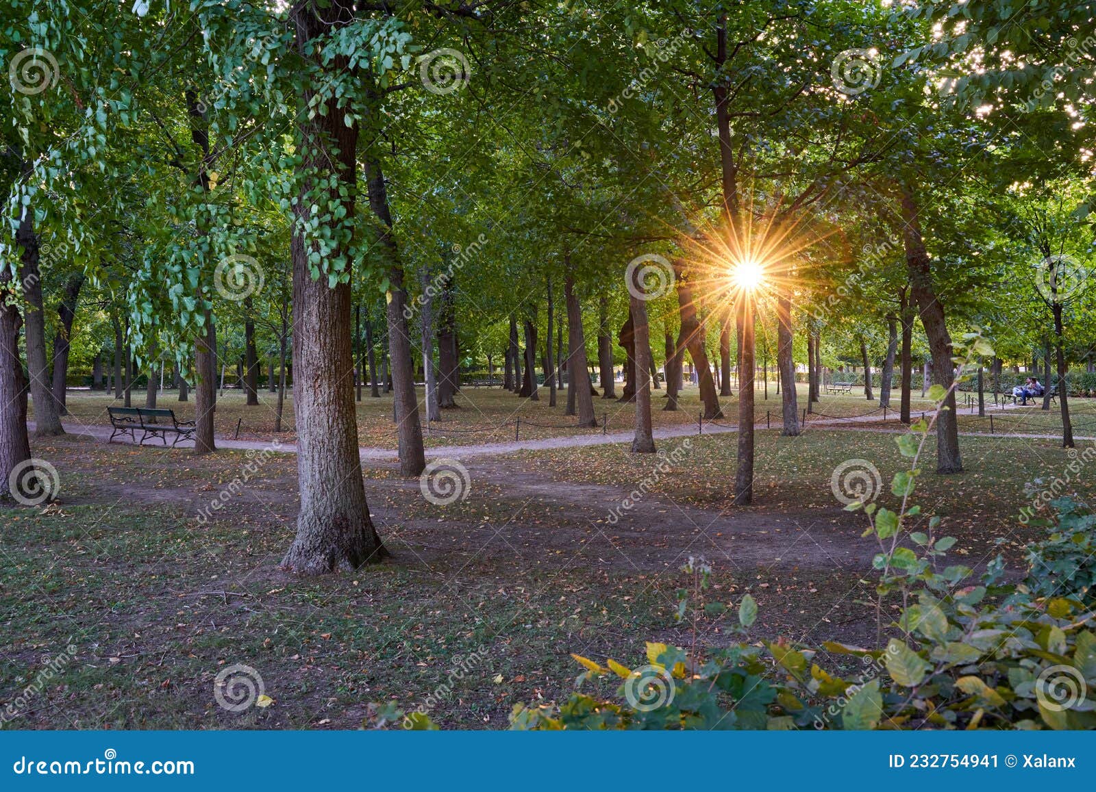 Sunset with Sun Rays in the Park Stock Image - Image of fall, foliage ...