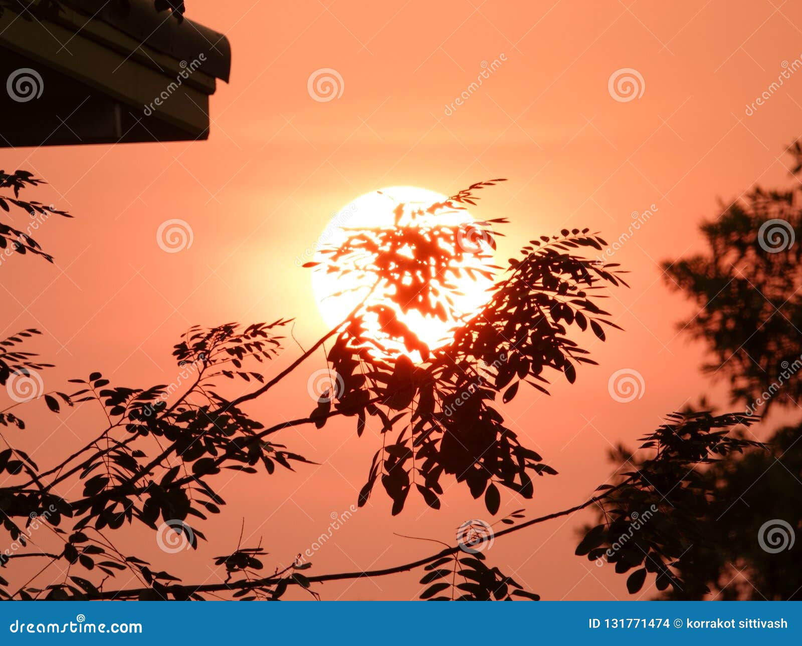 Sunset with the Sun Shining through Trees Branches Stock Photo - Image ...