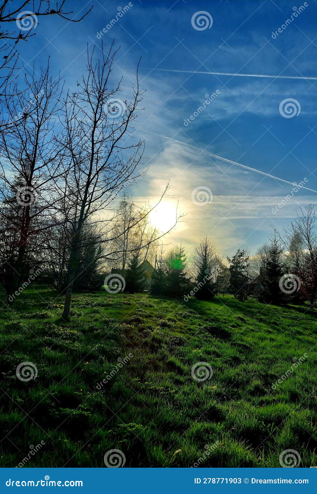 Sunset Sun Sky Nature Grass Tree Green Stock Image - Image of nature ...