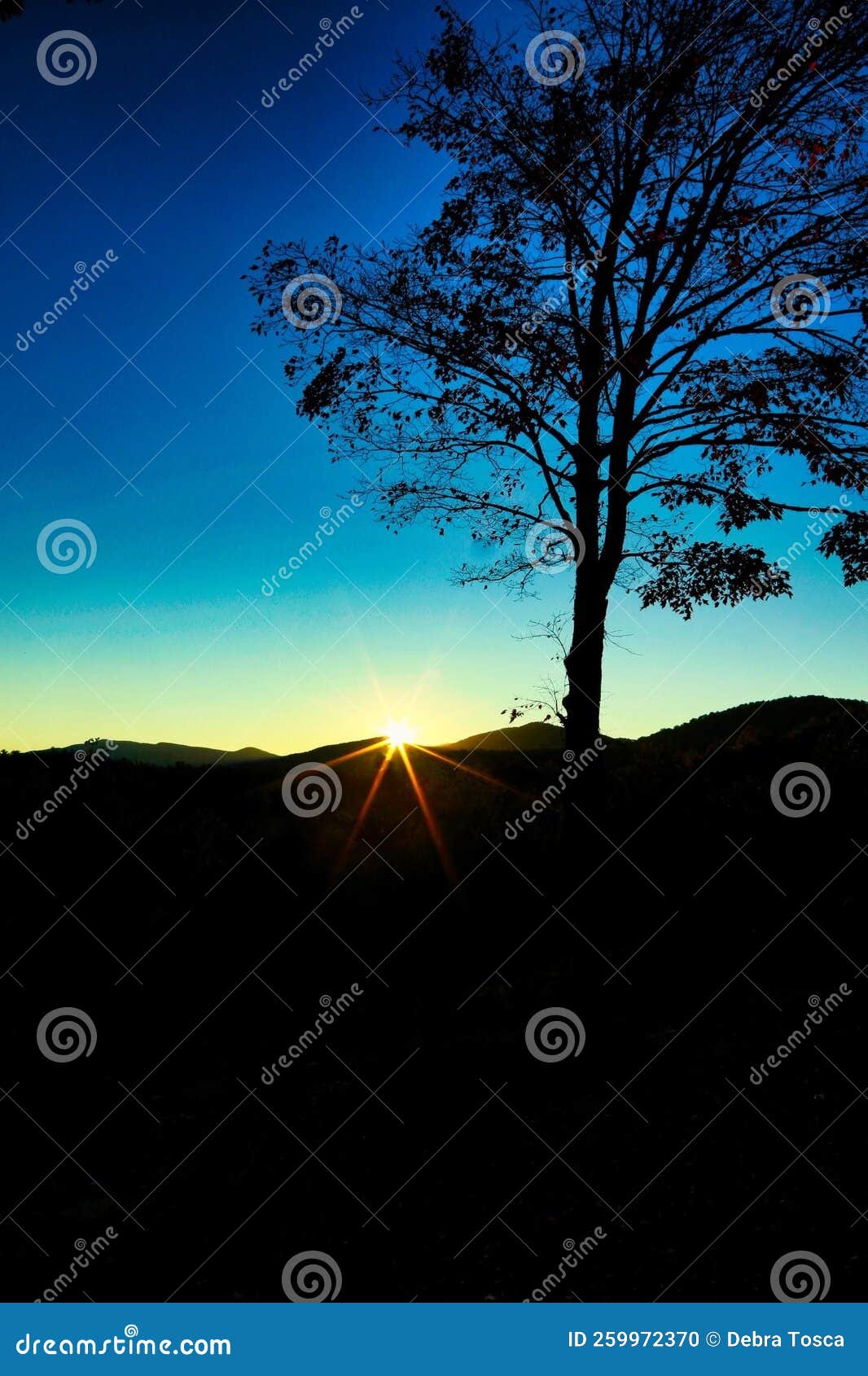 Sunset Sunburst Silhouette Georgia Stock Photo - Image of tree ...