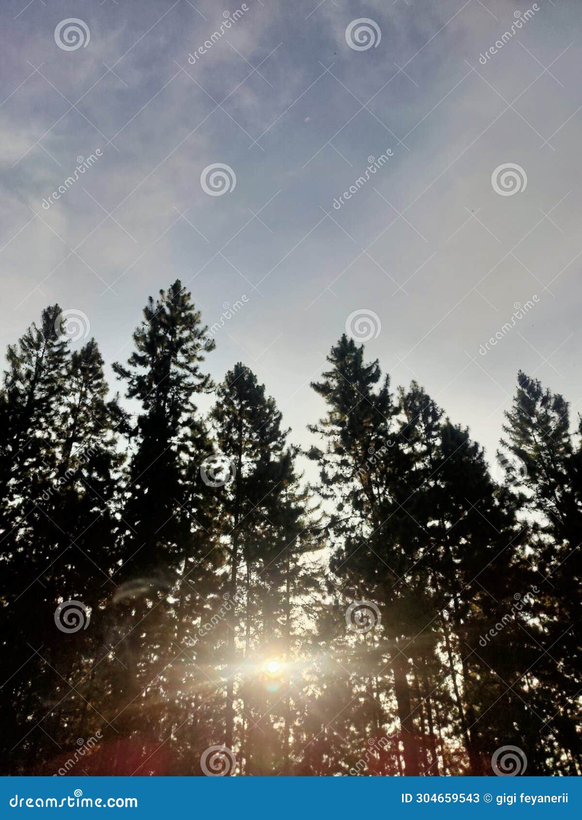 Sunset Sunlight in the Gaps of the Pine Trees Stock Image - Image of ...