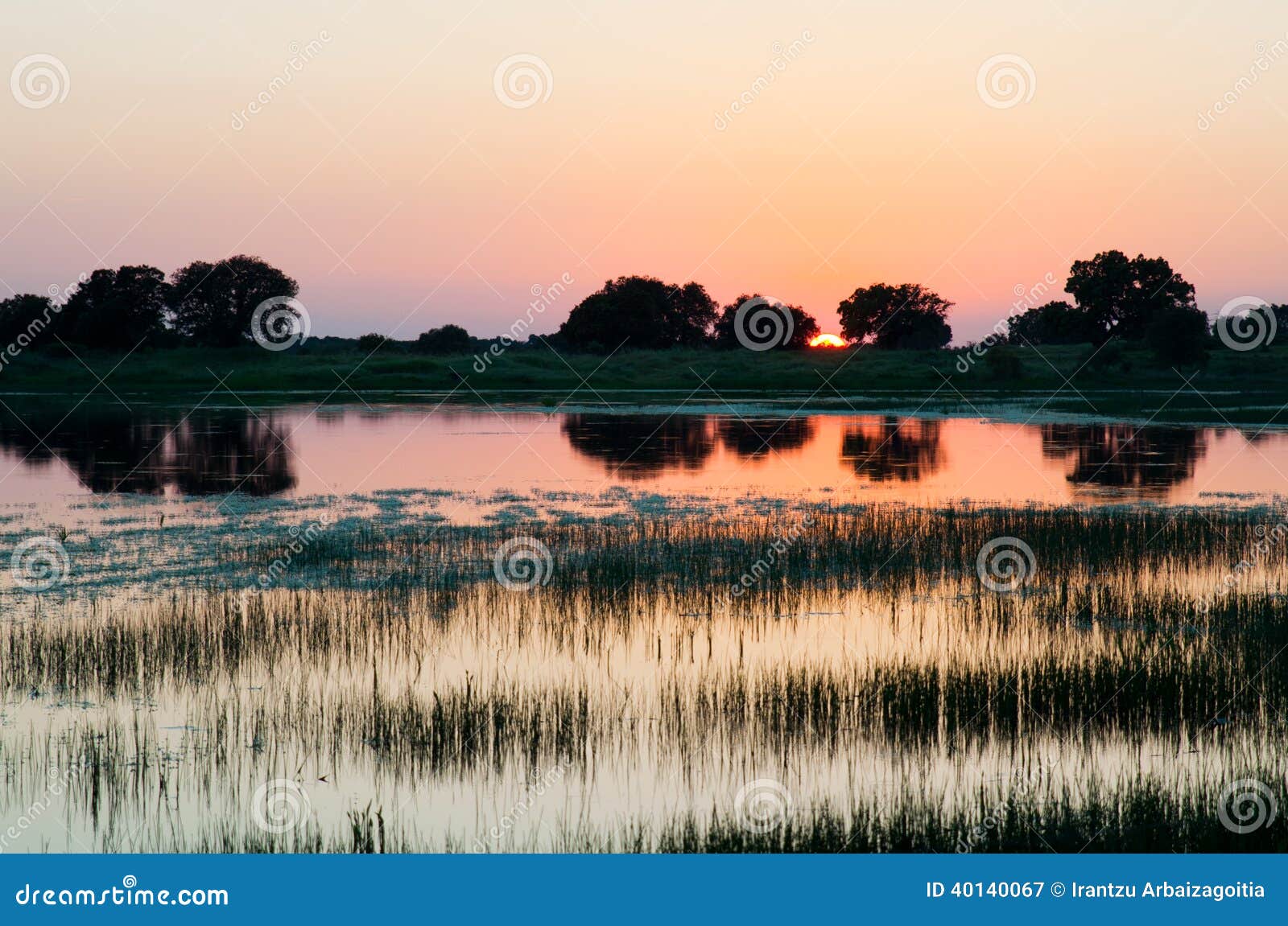 Sunset or Sunrise at Lake, with Trees and Grass Reflection Stock Image ...
